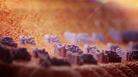 Inner Ear Hair Cells Animation Stock Video Clip K0123755