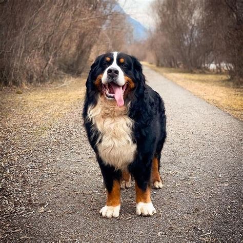 Самые красивые породы собак согласно «золотому сечению