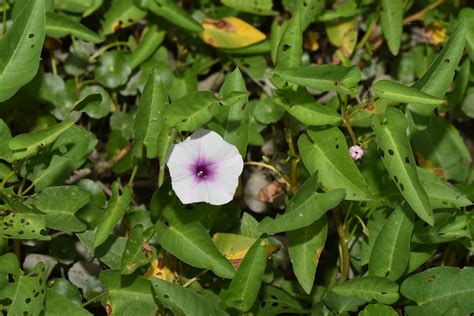 Ipomoea Aquatica Forssk