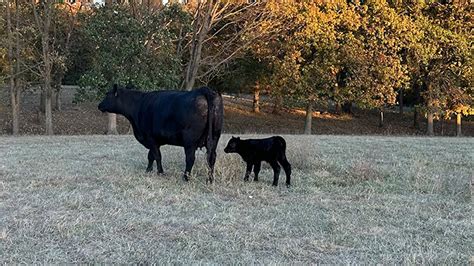 Effect Of Calving Difficulty On Reproductive Performance