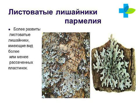 Лишайник пармелия: лечебные свойства, способы применения и эффективные ...
