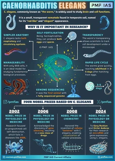 Caenorhabditis Elegans