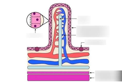 Diagram Of Component Nutrition Absorption Of Nutrients Quizlet