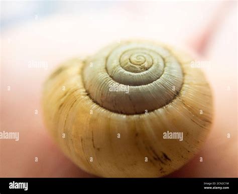 Snail Shell Texture