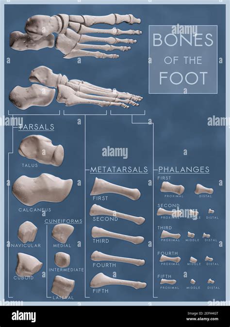 Foot Bones Names