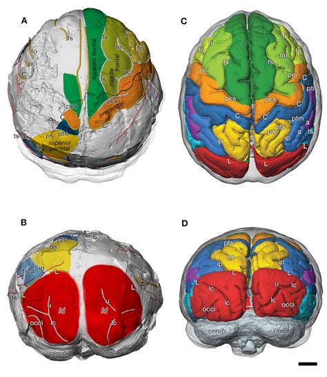 Virtual Endocast Of Dik 1 1 Australopithecus Afarensis A Superior Download Scientific Diagram