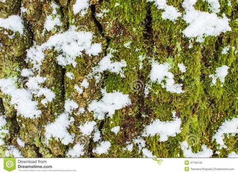 Winter Tree Bark Covered In Snow