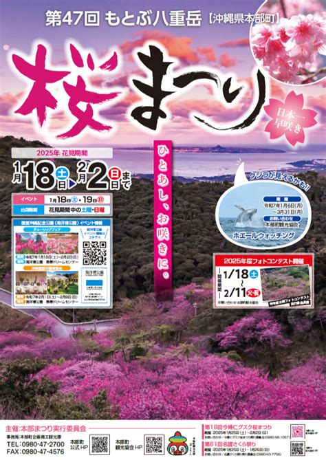 第47回もとぶ八重岳桜まつりの開催について開花状況も含む 本部町役場