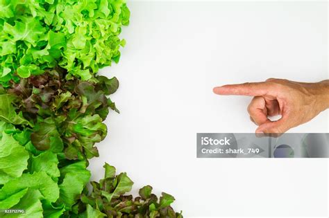 신선한 그린 샐러드 야채 흰색 배경 건강 한 먹는 개념에 가리키는 남자의 손 가리키기에 대한 스톡 사진 및 기타 이미지 가리키기 개념 건강관리와 의술 Istock