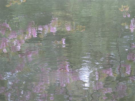 Cherry Blossom Reflection Photograph By Alisa Forman Pixels