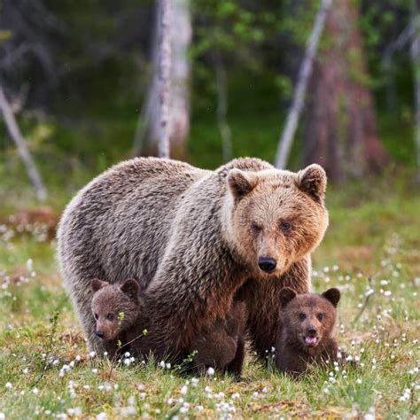 Oso Marrón De La Madre Y Sus Cachorros Foto De Archivo Imagen De
