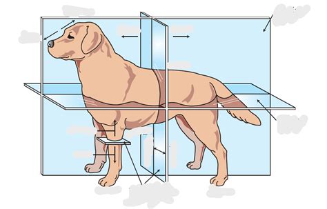 Diagram Of Directional Terms Labeling Quizlet
