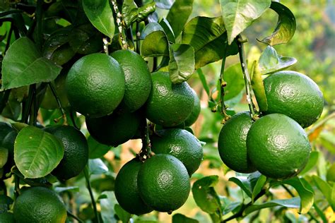 오렌지 과일 귤 Pixabay의 무료 사진 Pixabay