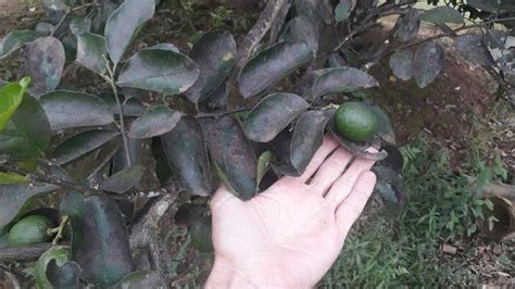 Frutíferas Com Folhas Pretas Aprenda Como Acabar Com Esse Problema