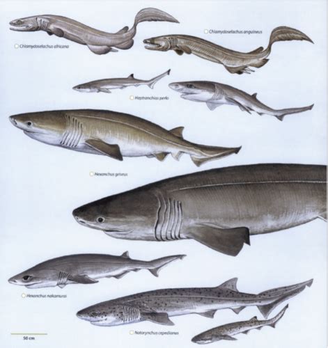 Modern Elasmobranch Diversity Groups Flashcards Quizlet