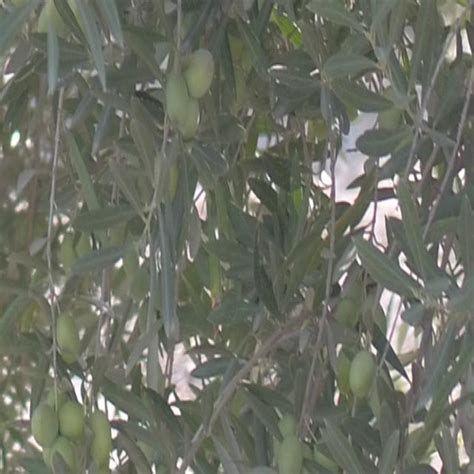 Olive Detection Object Detection Dataset And Pre Trained Model By