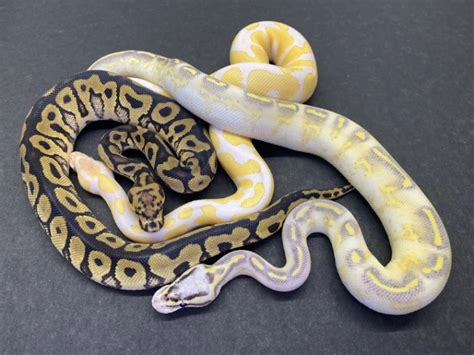 Coiled Curiosities Unveiling The Allure Of The Ball Python 3k