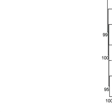 Phylogenetic Tree Maximum Likelihood Method 1000 Bootstrap