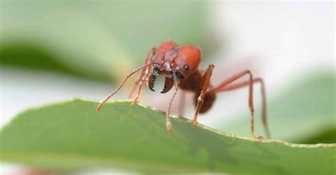 Types Of Ants In Colorado Ants Authority