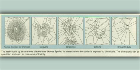 What Is The Nasa Spider Experiment And Did It Really Happen