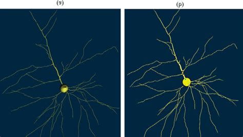 A 3d Visualization Of A Neuronal Polygonal Mesh Applying Phong Download Scientific Diagram