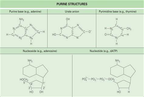 Etiology And Pathogenesis Of Gout Clinical Tree