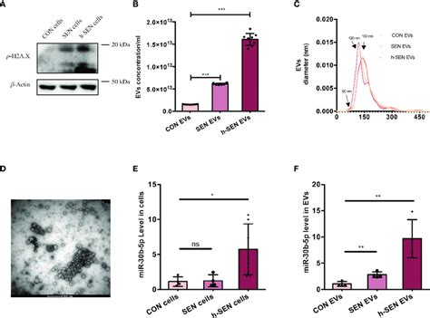 Characterization Of Con And Sen Cells And Derived Evs A Immunoblot