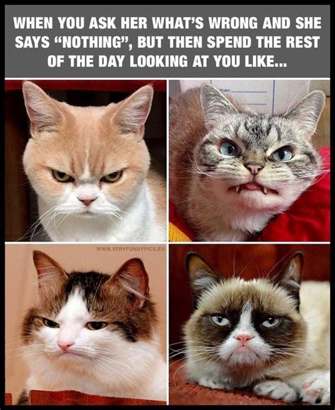 Pin By Adrean On Pussycat Funny Cat Images Funny Animal Pictures
