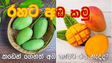 අඹ ගෙඩියක් රහට කමු කුණුවෙන්නේ නැතිව අඹ ඉදවන විදිය 🥭😋😍 Homegardening Cultivation Mango Youtube