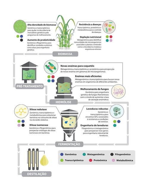 Ômicas Como Utilizá Las Na Tecnologia Do Etanol De Segunda Geração