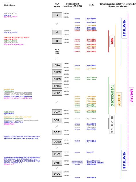Schematic Map Of The HLA Genomic Region Showing The Positions Of The Download Scientific