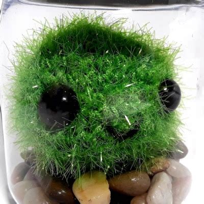 I Sexually Identify As A Cactus Tumblr Com Tumbex