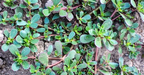 Foraging Purslane Identification Look Alikes And Uses Artofit