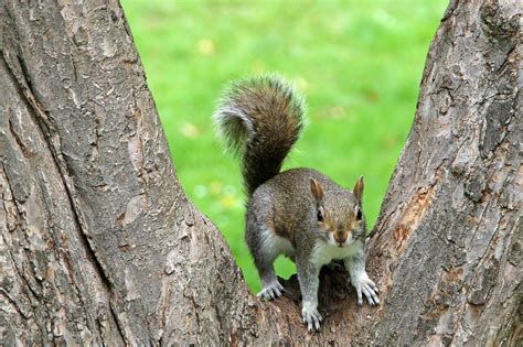 청설모 다람쥐 나무 야생 Pixabay의 무료 사진