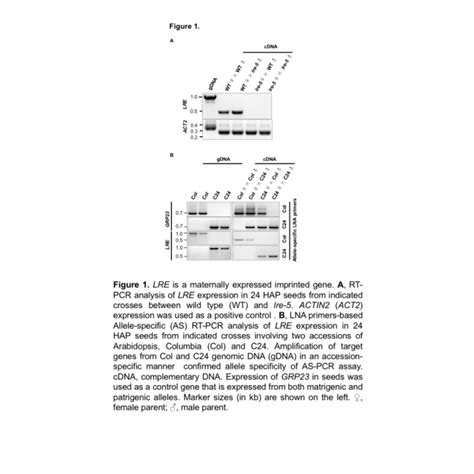 Lre Is A Maternally Expressed Imprinted Gene Download Scientific Diagram