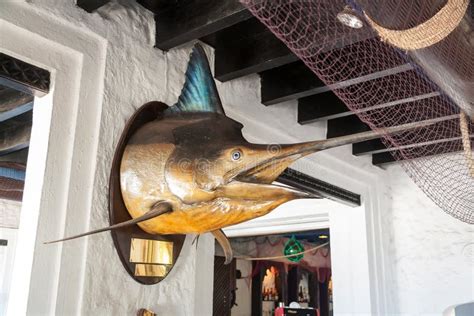 Fish Marlin Stock Image Image Of Head Leaping Bill 47241565