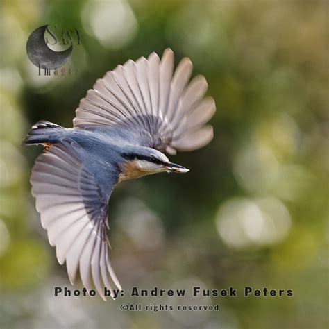 Nuthatch In Flight