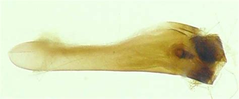 Male Genitalia