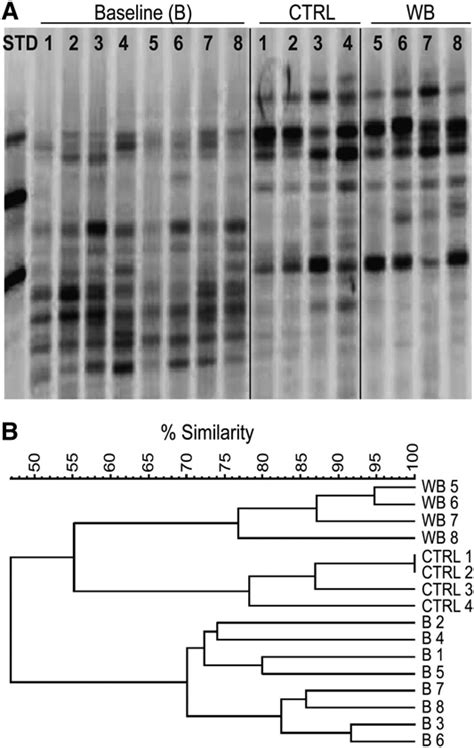 The DGGE Banding Pattern Of Bacterial DNA Collected From The Feces Of Download Scientific