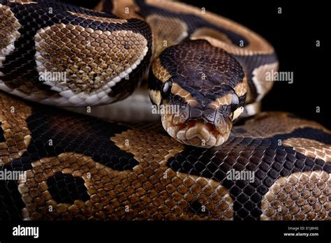 Royal Python Python Regius Partial View Stock Photo Alamy