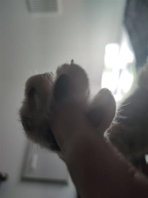 My Cat Lets Me Tickle Her Paws And She Licks Herself At The Same Time