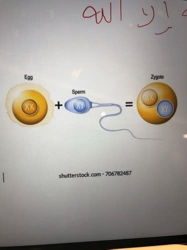 Anatomy Gandd L1and2 Male And Female Reproductive System Flashcards Quizlet