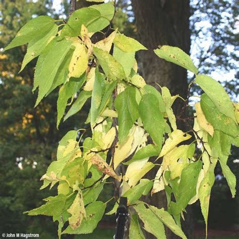 Buy Affordable Hackberry Trees At Our Online Nursery Arbor Day Foundation