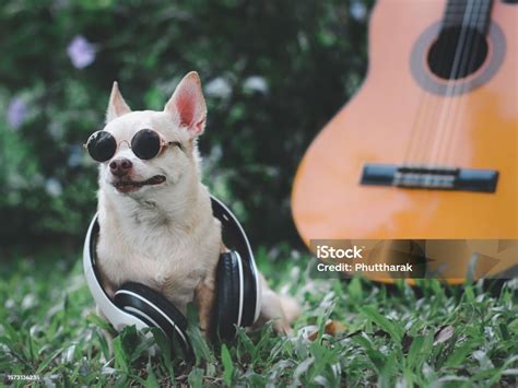 선글라스와 헤드폰을 목에 두르고 정원의 푸른 잔디에 어쿠스틱 기타를 들고 앉아 있는 행복한 갈색 짧은 머리 치와와 개 기타 현악기에 대한 스톡 사진 및 기타 이미지 Istock