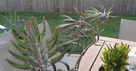 I Grew My Plant To Make It Look Like Its Attacking Its Neighbor