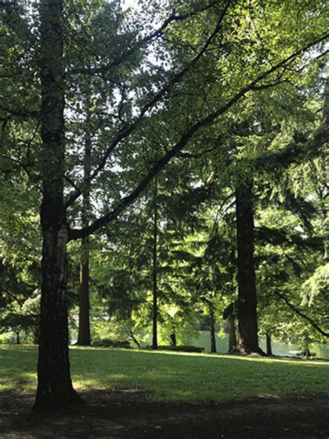 Pruning Specifications Hendrickson Tree Care Kansas City Mo