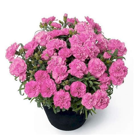 Гвоздика Sunflor Surprise Pink (срез/3 шт) - Завод ФЛОРА