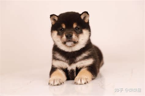 养柴犬的小技巧 知乎