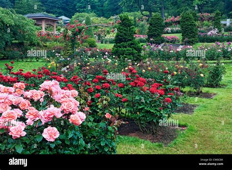 Portlands International Rose Test Garden In Washington Park Displays