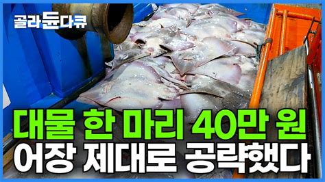미끼도 없이 10 000개 바늘 바다에 뿌렸더니 알아서 줄줄이 올라오는 40만 원 대물 물고기 떼에 어부도 놀랐다┃제대로 공략한 황금어장┃만선 홍어잡이┃바닷가 사람들